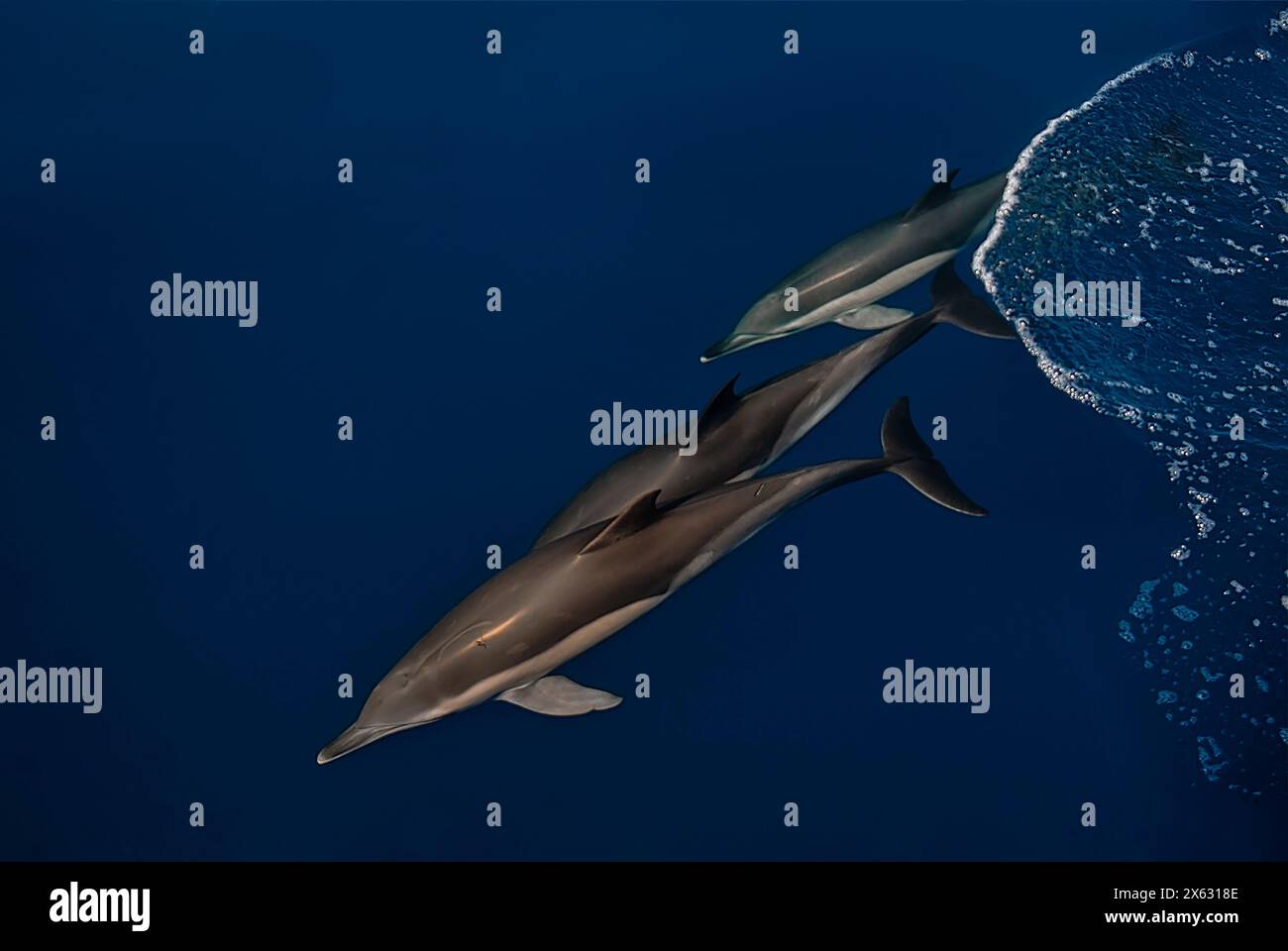 Graceful dolphins gliding through the deep blue sea, with one leading ...