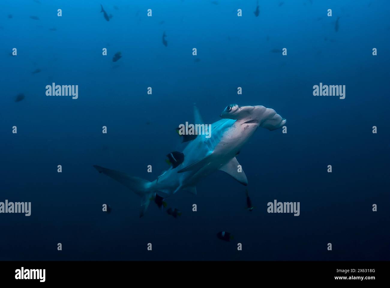 Hammerhead Shark (Sphyrna lewini) in the blue with clening angel fishes ...