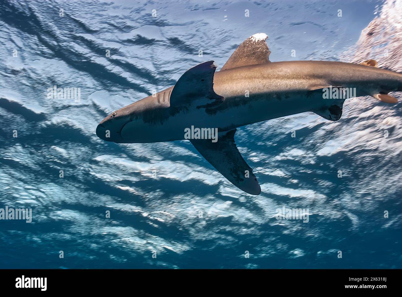 Ocena surface hi-res stock photography and images - Alamy