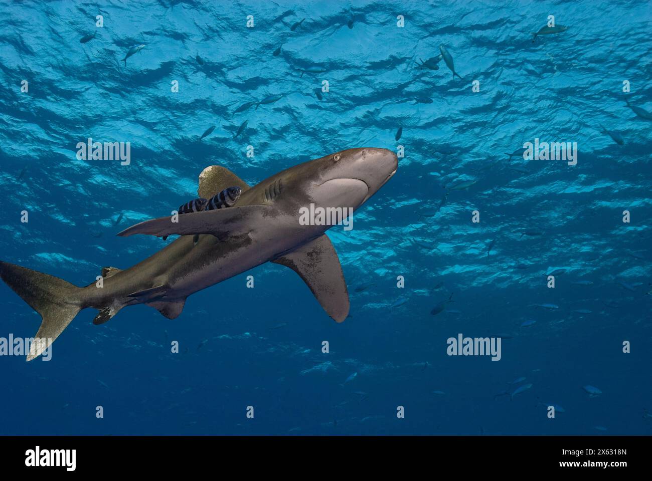 An oceanic white tip shark (archarhinus longimanus), distinguished by ...