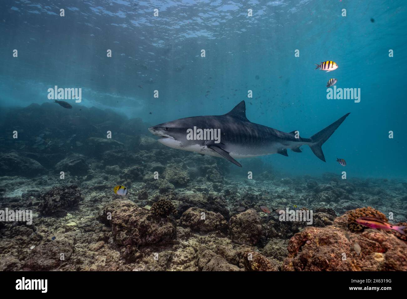 Reef behavior hi-res stock photography and images - Alamy