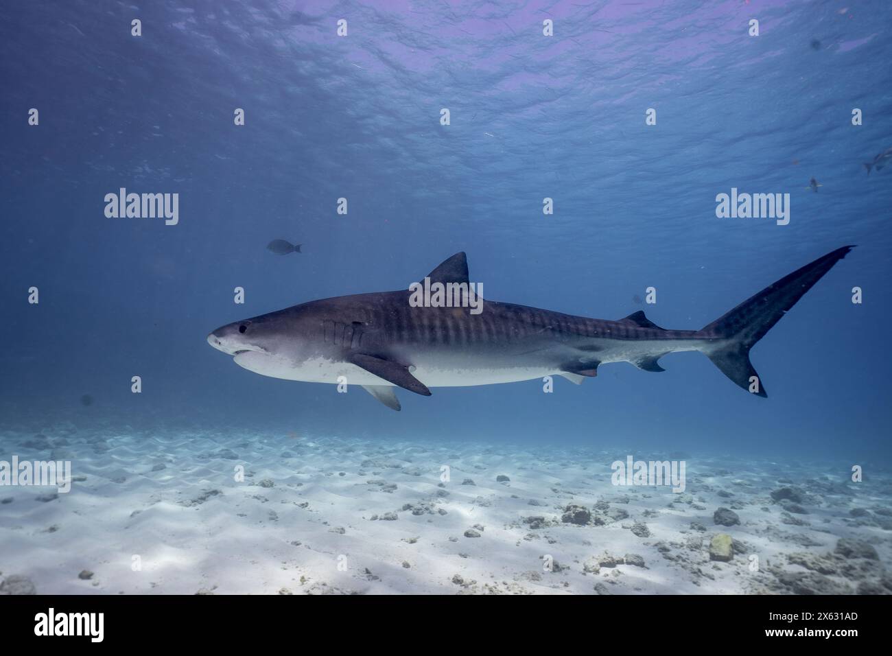 This striking image features a tiger shark swimming gracefully over a ...