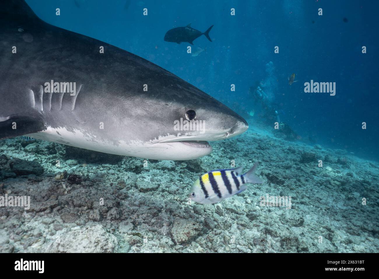 A tiger shark (Galeocerdo cuvier) glides near the ocean floor, its ...