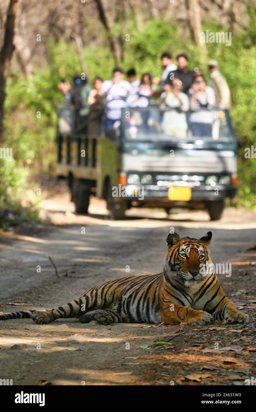 Indian wildlife tourism Stock Photo - Alamy