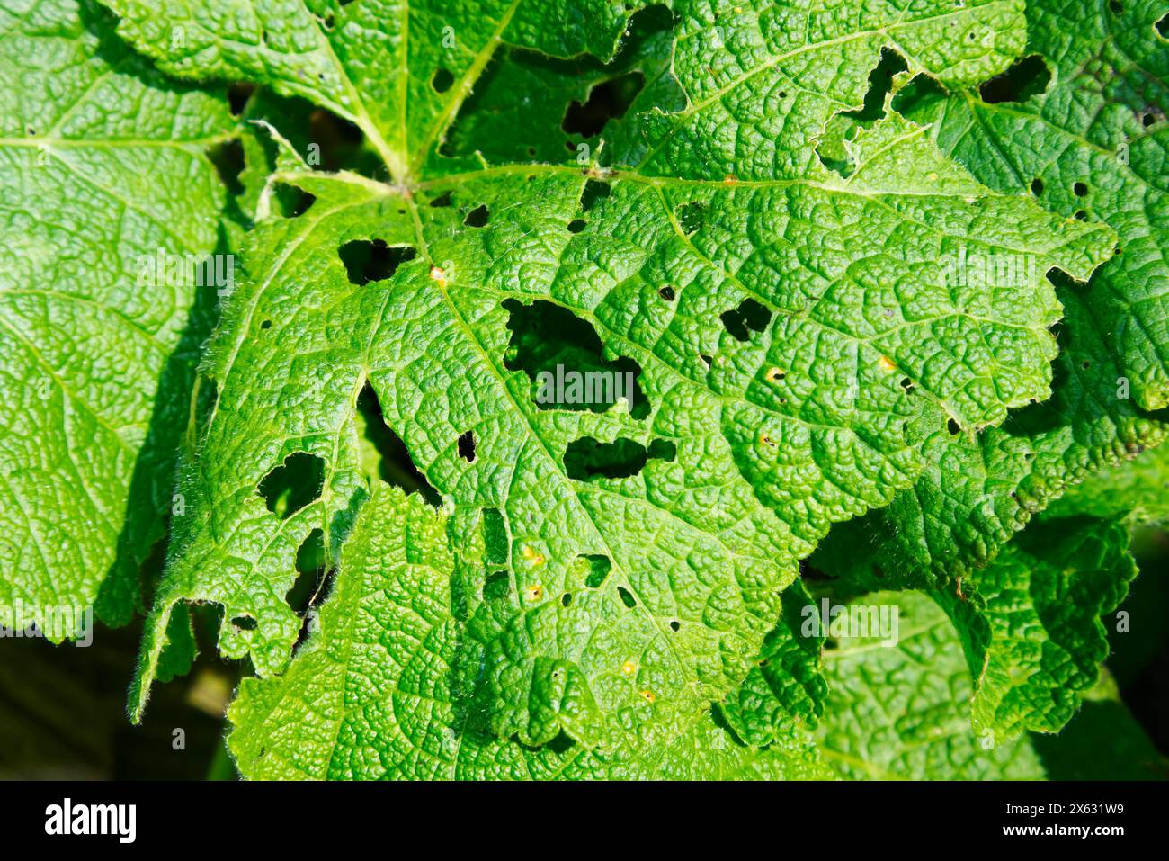 Holes in Hollyhock Leaves due to Insects Stock Photo - Alamy