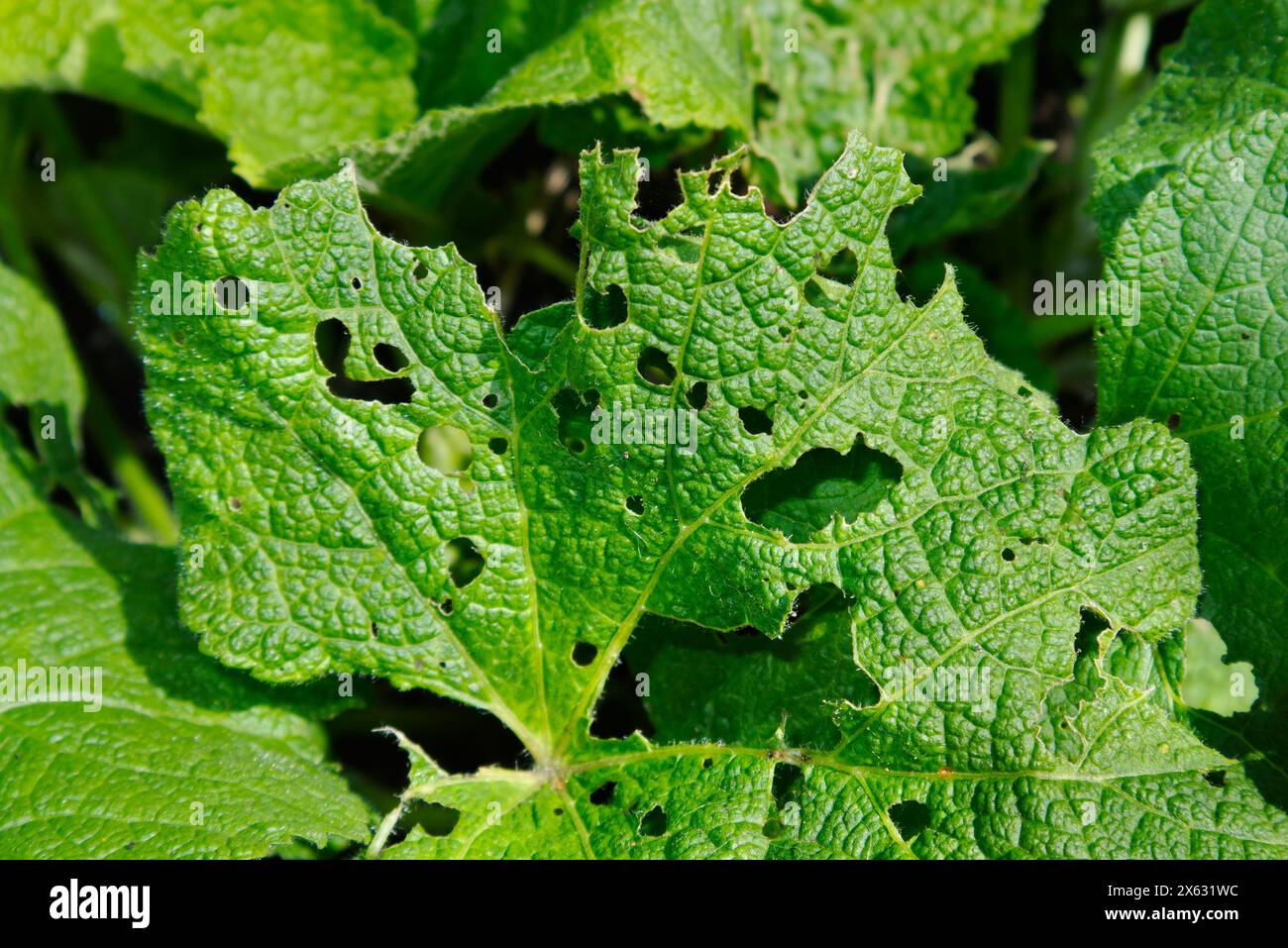 Holes in Hollyhock Leaves due to Insects Stock Photo - Alamy