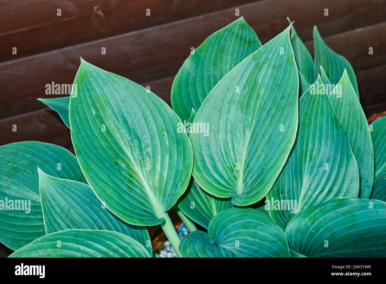 Hosta in greenery hi-res stock photography and images - Alamy