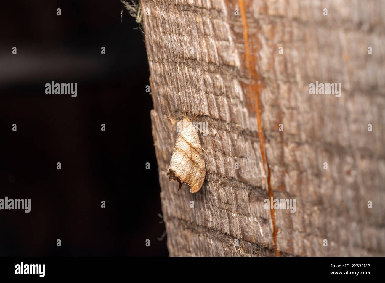 Falcaria lacertinaria Family Drepanidae Genus Falcaria Scalloped hook ...