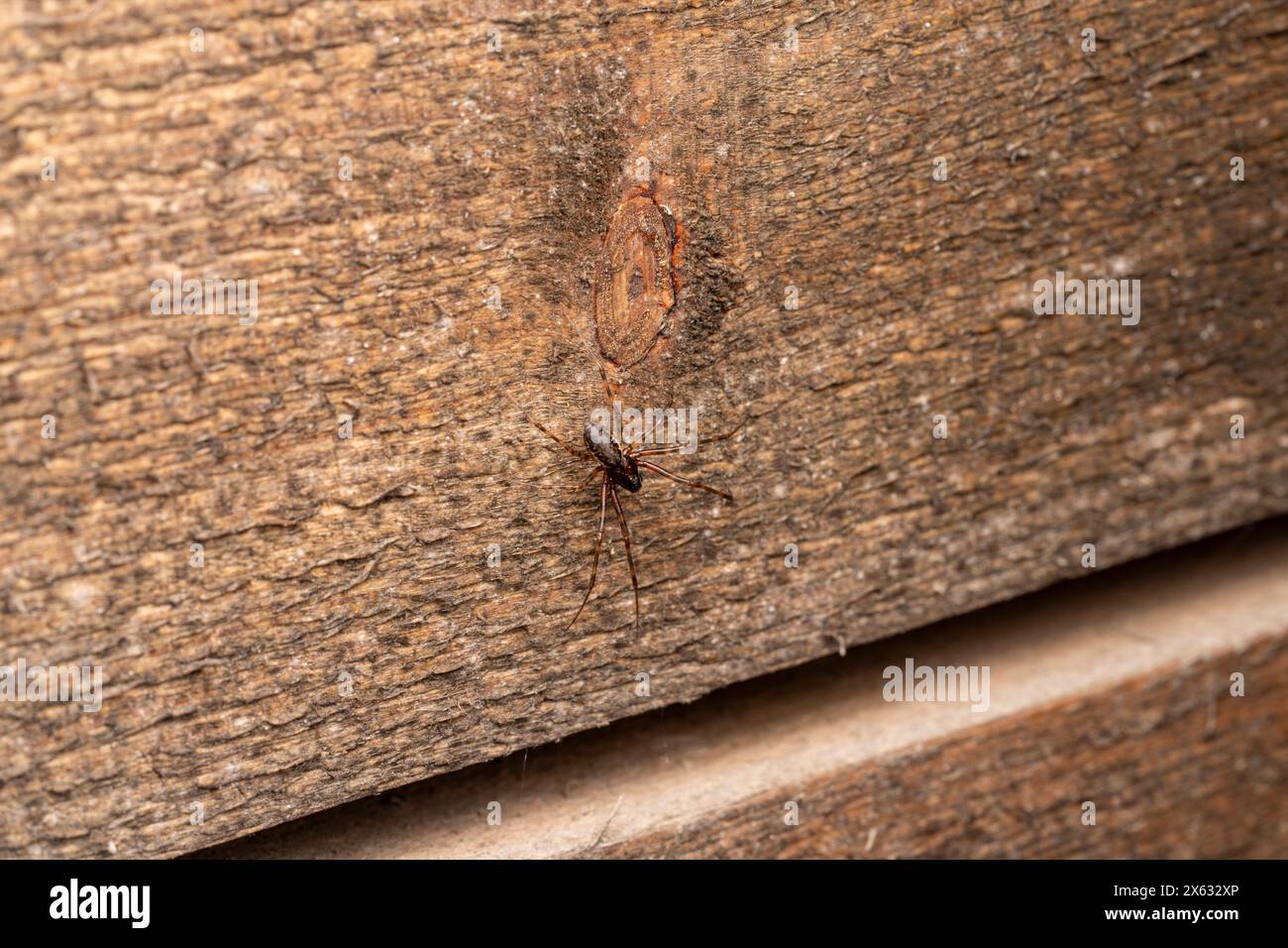Neriene montana Family Linyphiidae Genus Neriene Old World Dome ...