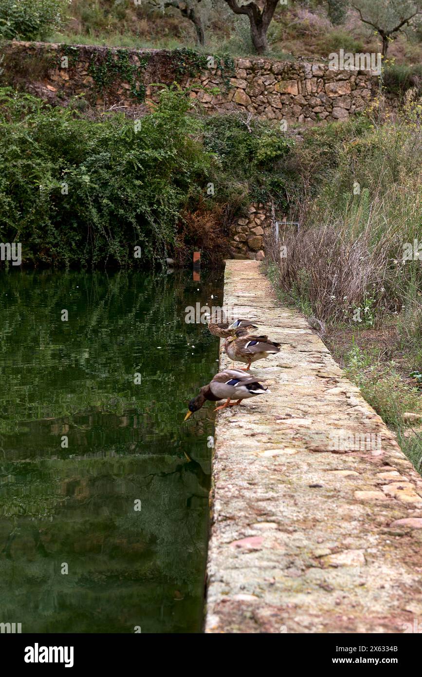Group of three ducks on an irrigation pond, before going to the water ...