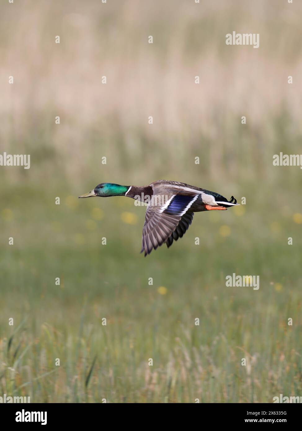 Duck and reeds hi-res stock photography and images - Alamy