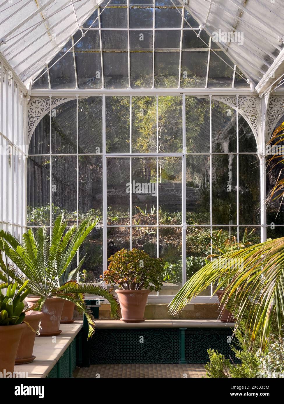 Tender plants growing in a restored Victorian conservatory. UK Stock ...
