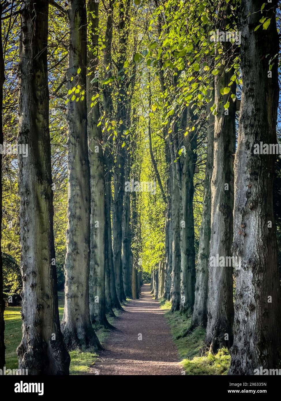 Looking down an avenue of Lime Trees, UK Stock Photo - Alamy