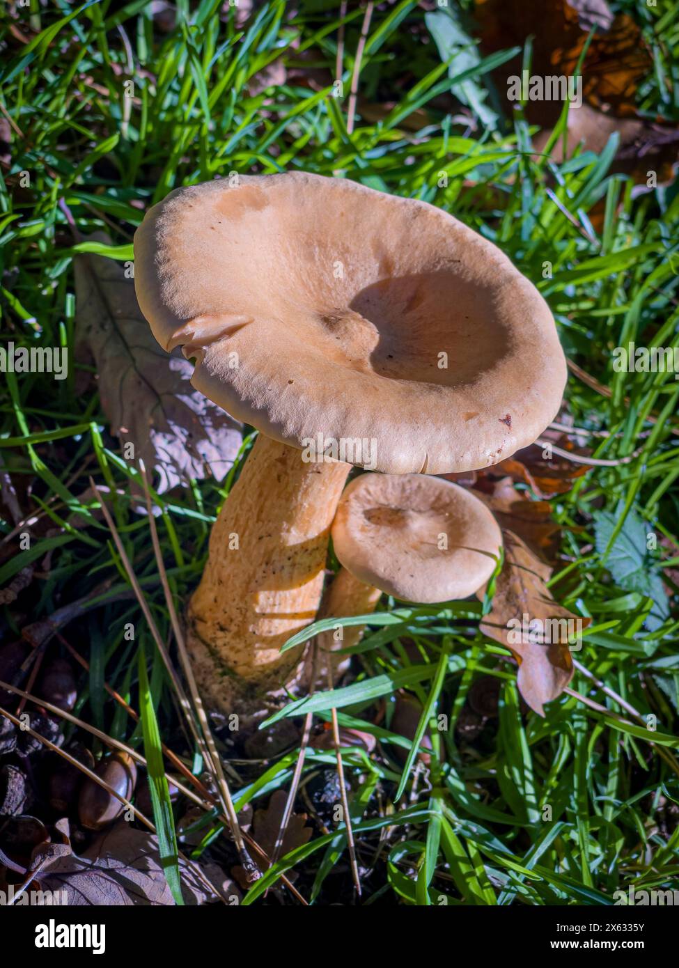 Mushroom grown in woodland hi-res stock photography and images - Alamy