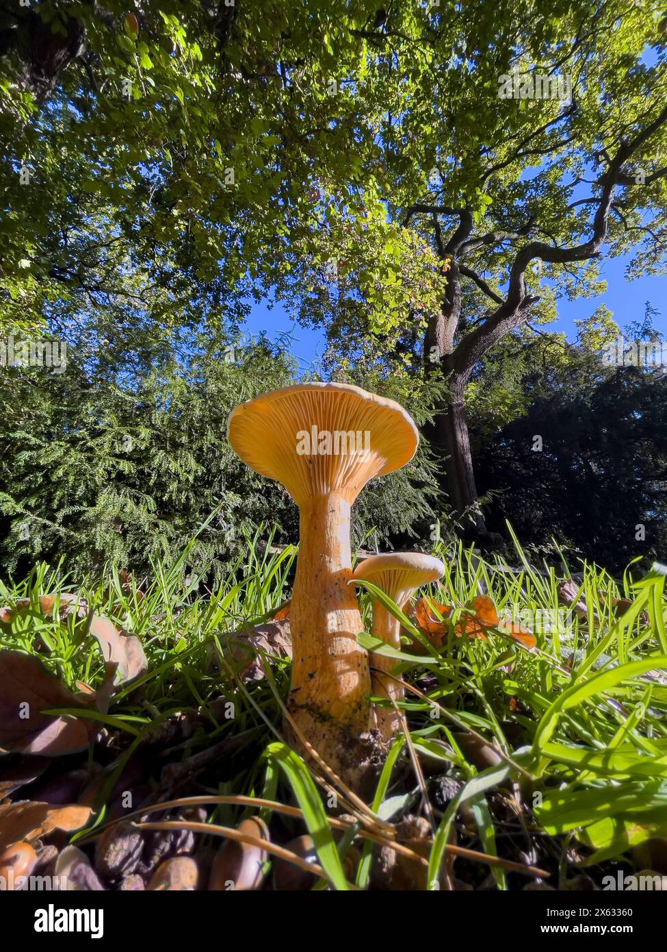 Brown roll-rim fungus growing in a patch of grass at the edge of a ...