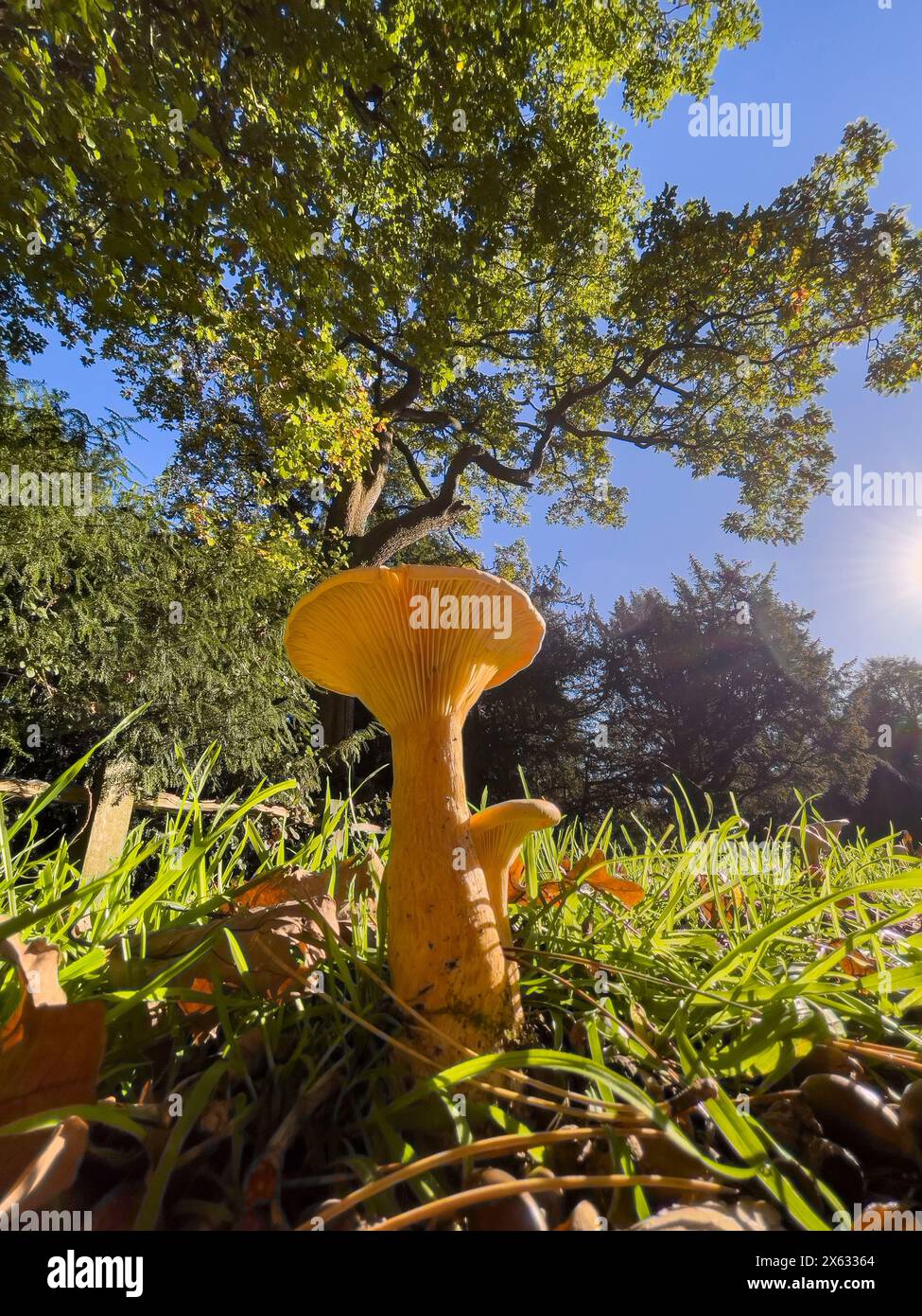Brown roll-rim fungus growing in a patch of grass at the edge of a ...