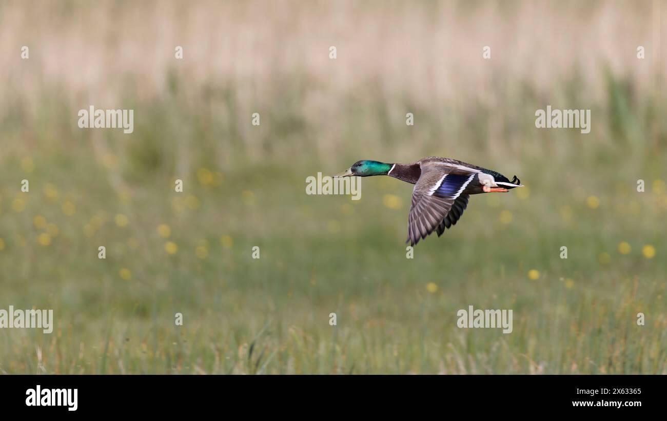 male mallard duck flying over field Stock Photo - Alamy