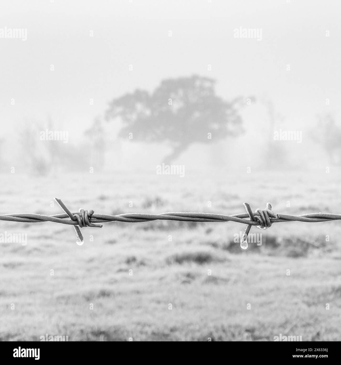 Barbed wire and tree hi-res stock photography and images - Alamy