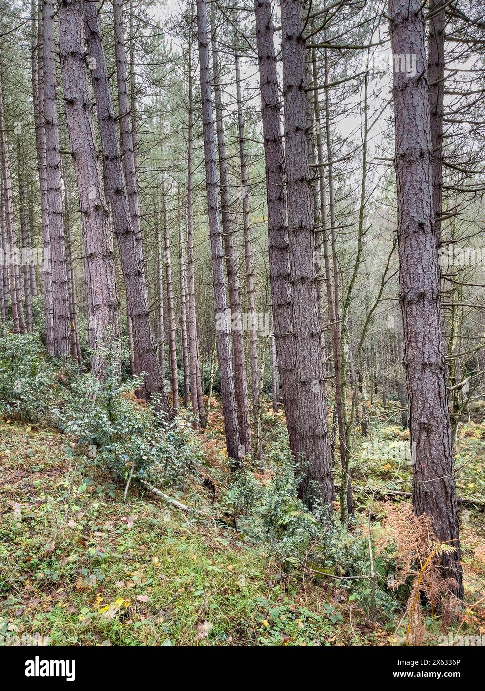 Tall thin trunks of coniferous trees in a UK forest Stock Photo - Alamy