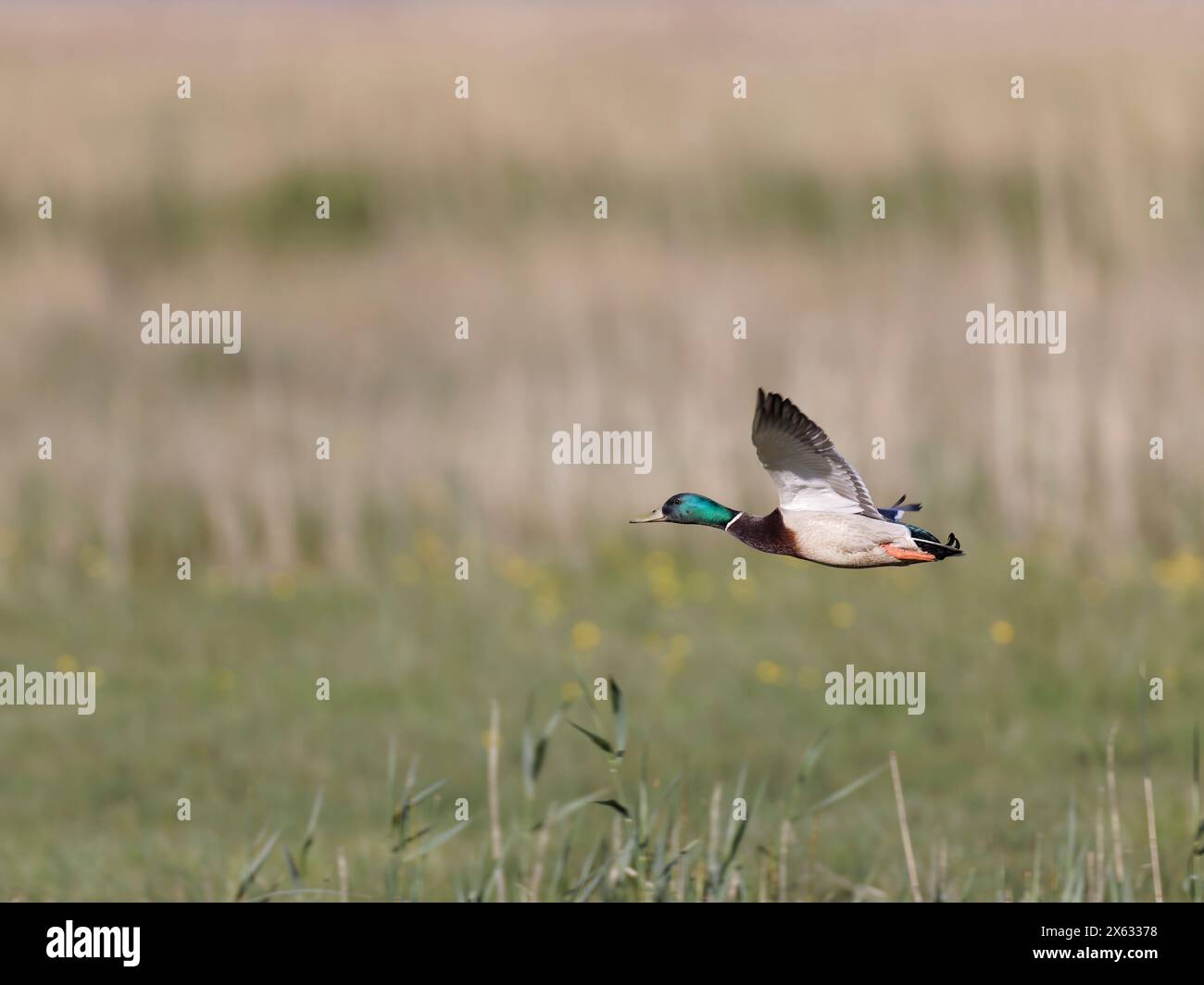 Duck and reeds hi-res stock photography and images - Alamy