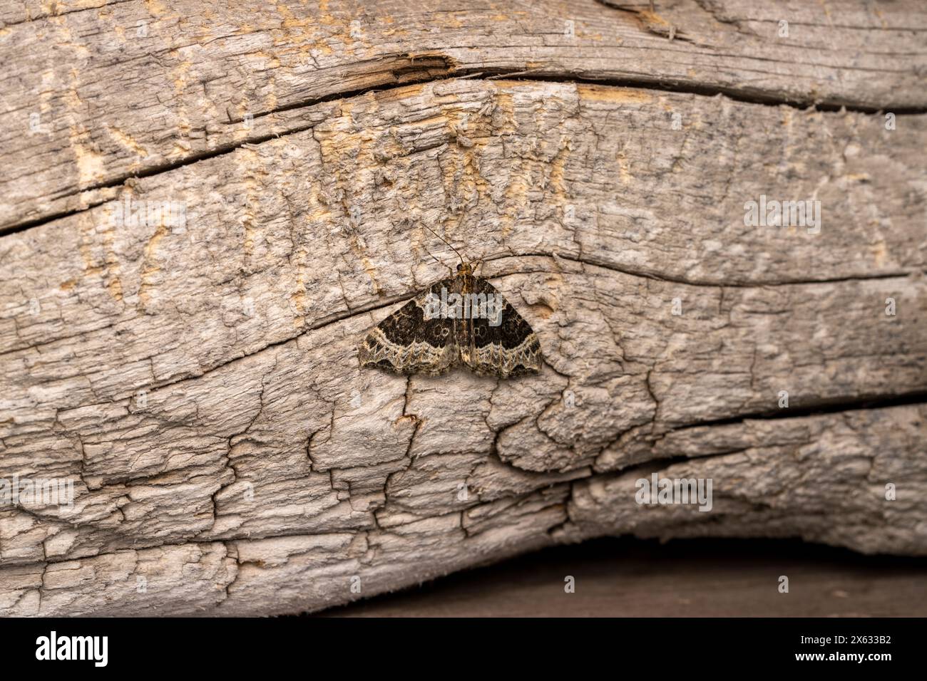 Ecliptopera silaceata Family Geometridae Genus Ecliptopera Small ...