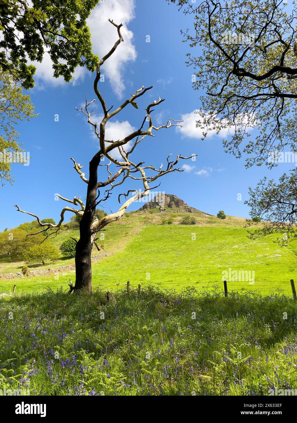 Roseberry Topping on a sunny summer day, with a dead tree in the ...