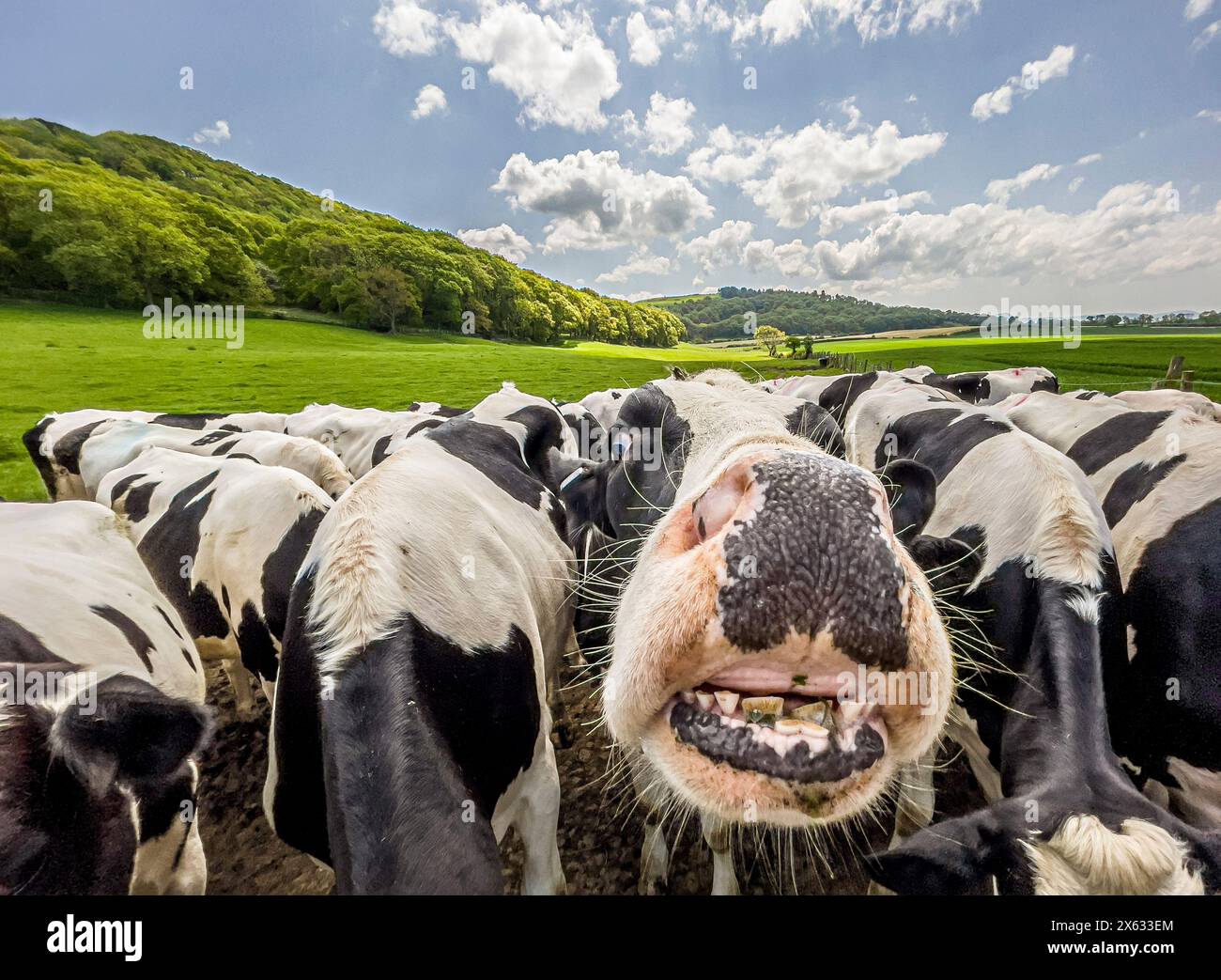 Wide-angle shot of a curious black and white cow looking directly into ...