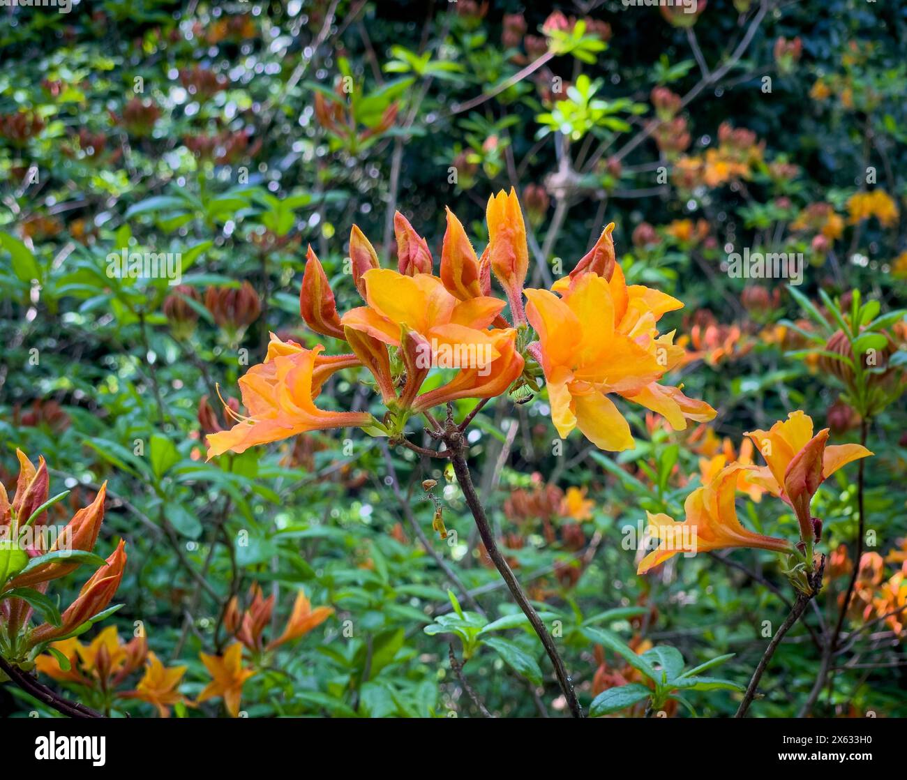 The orange flowers of rhododendron 'Unique' (G) growing in a UK garden ...