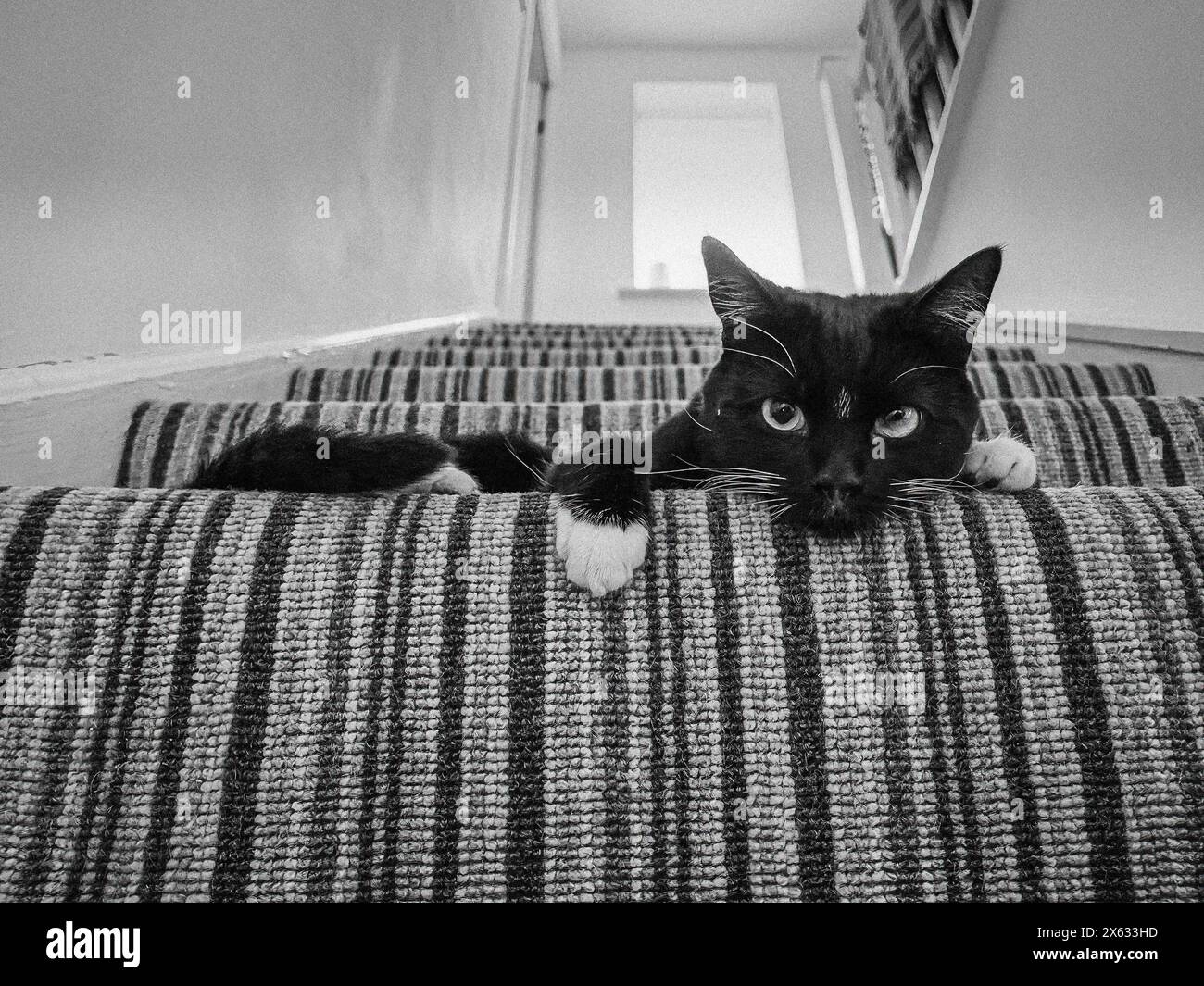 Black and white, partially sighted rescue cat lying on a step, looking ...
