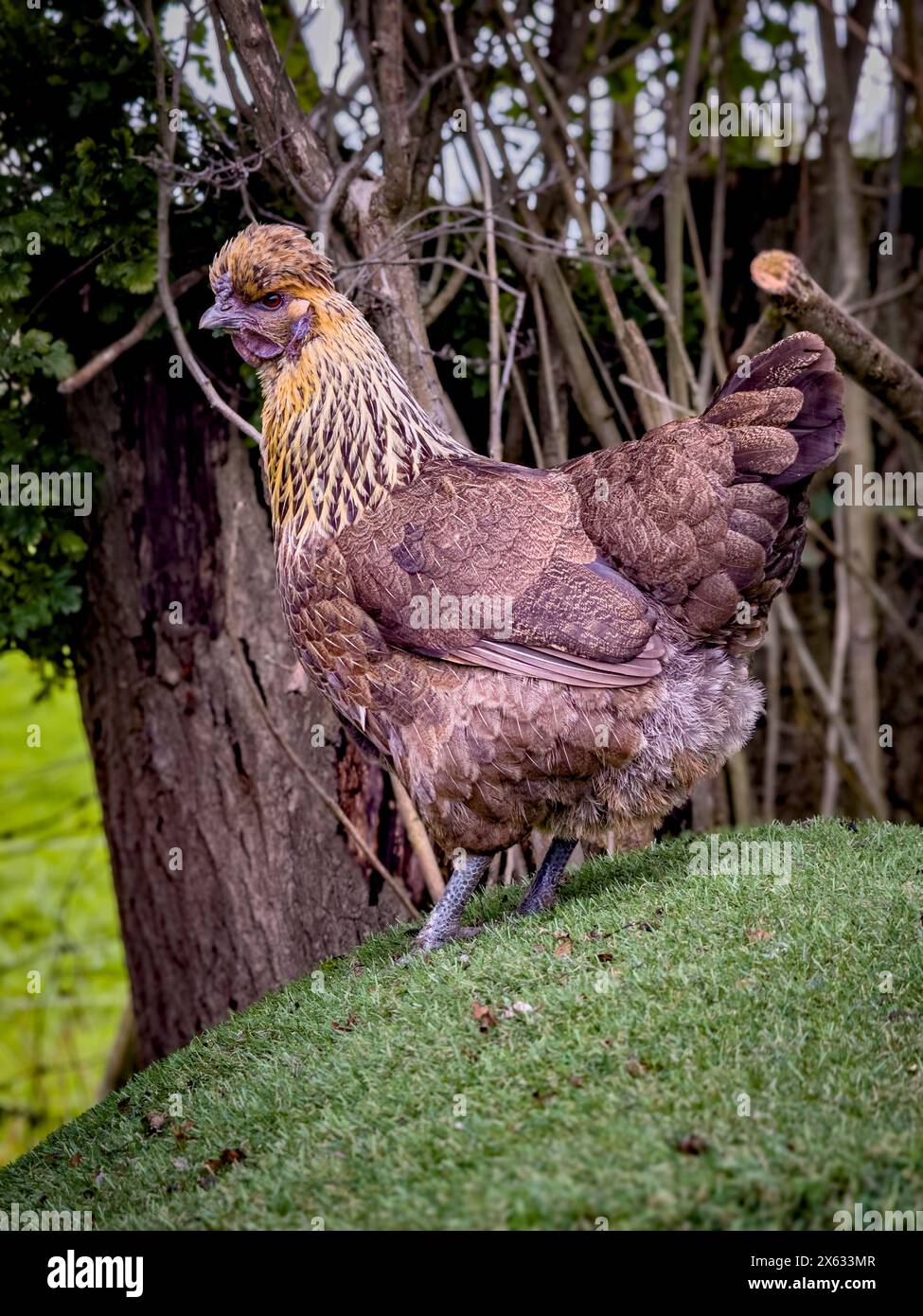 Side view of a brown chicken perched on the grass-covered roof of it ...