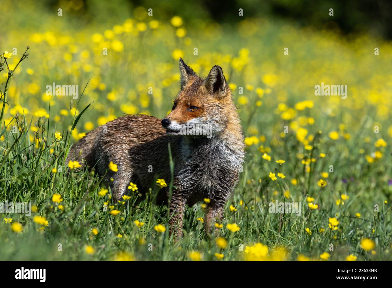 Red fox in spring Stock Photo - Alamy