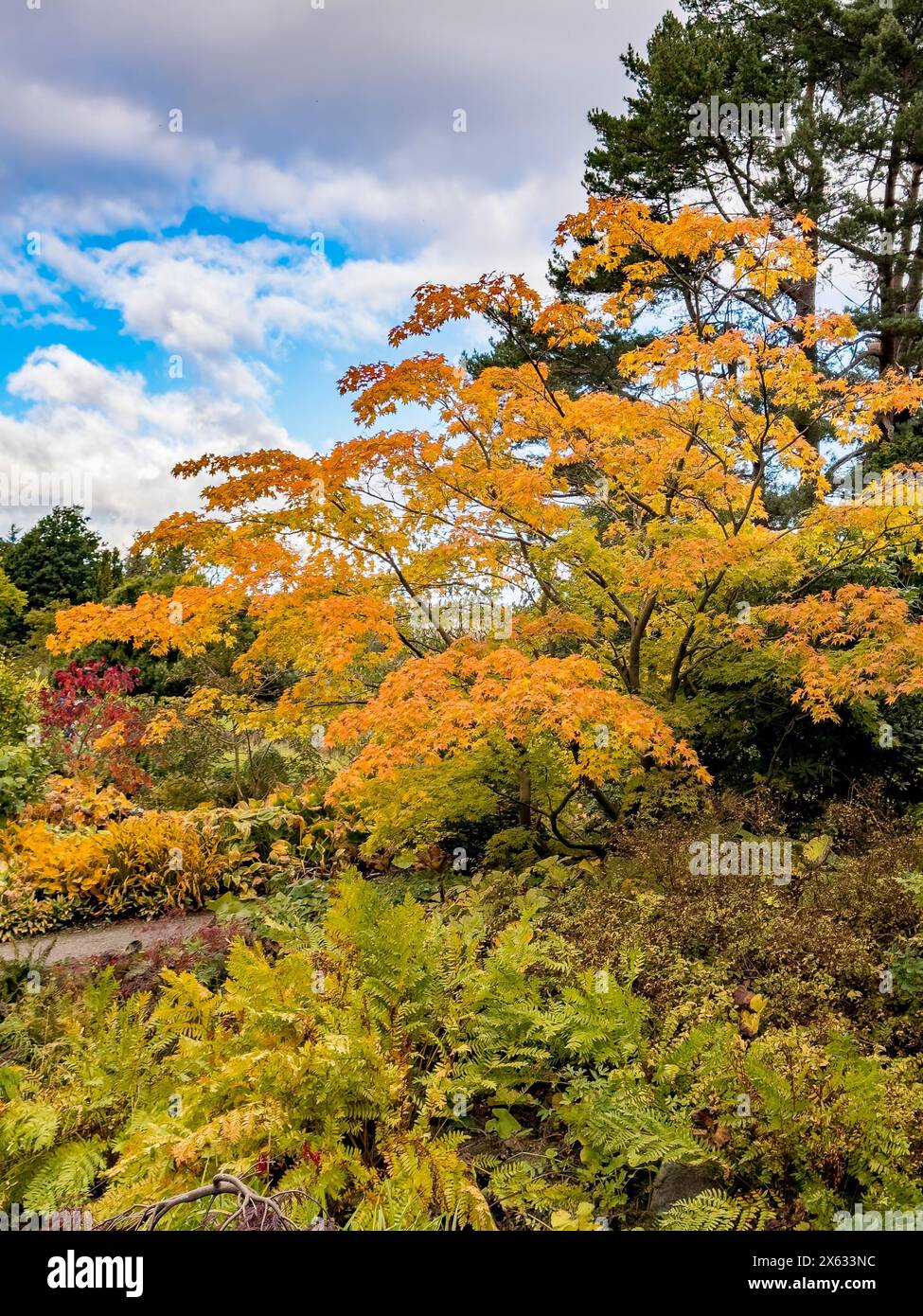 Golden acer trees hi-res stock photography and images - Alamy