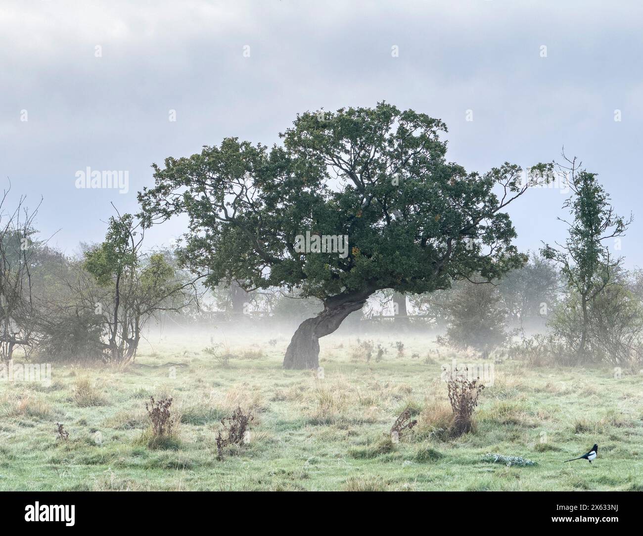 Grey trunk of the tree hi-res stock photography and images - Alamy