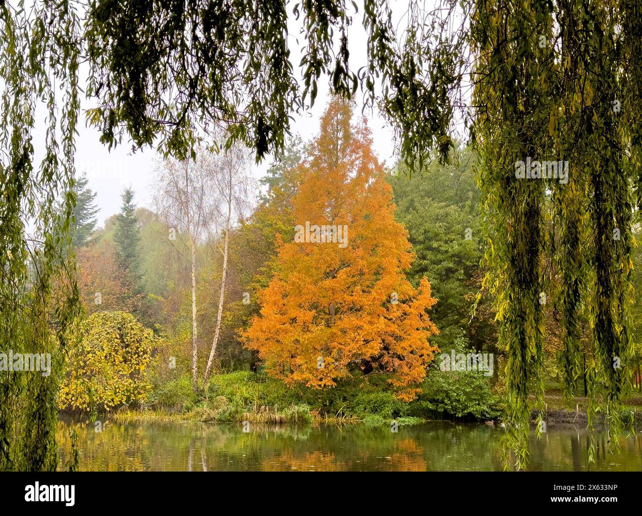 Deciduous conifer, Swamp Cypress with its golden autumn foliage at the ...