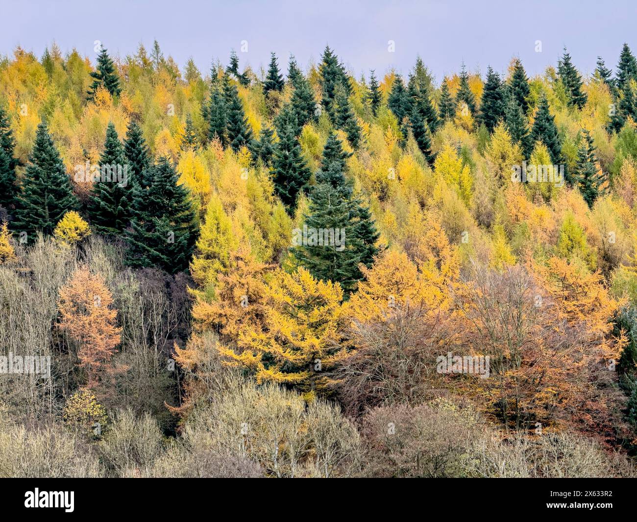 Elevated view of a coniferous forest. UK Stock Photo - Alamy