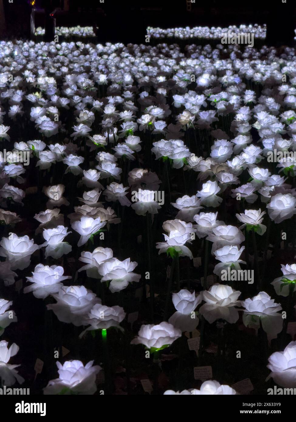 Illuminated faux white roses in the The Ever After Garden in Grosvenor ...
