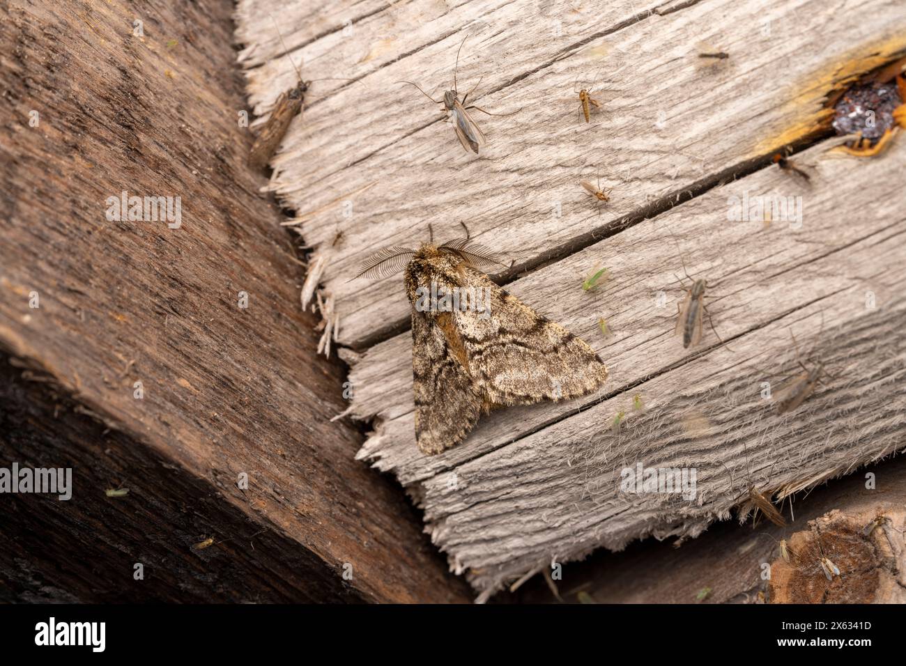 Lycia hirtaria Family Geometridae Genus Lycia Brindled beauty moth wild ...