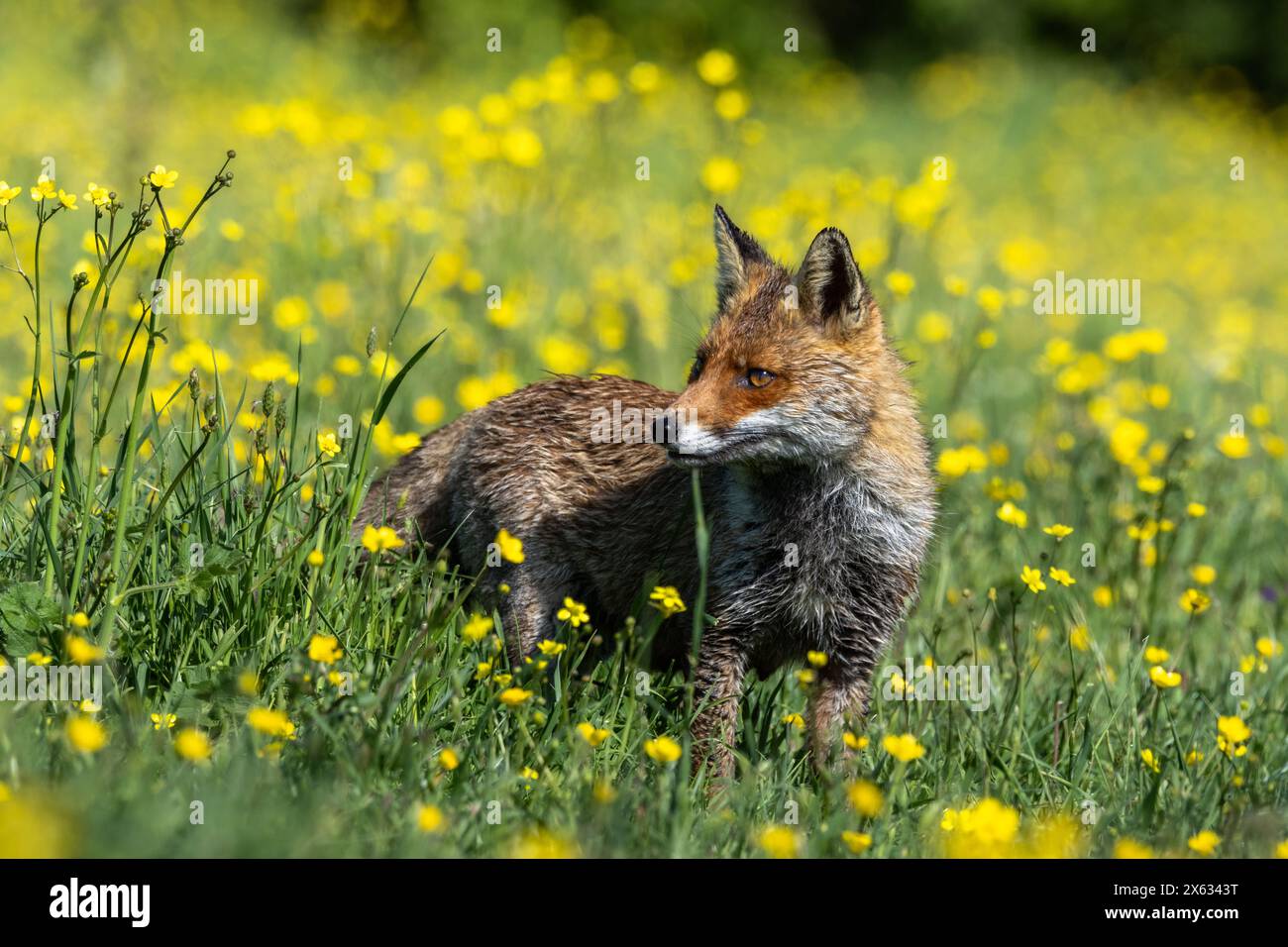 Fox in spring hi-res stock photography and images - Alamy