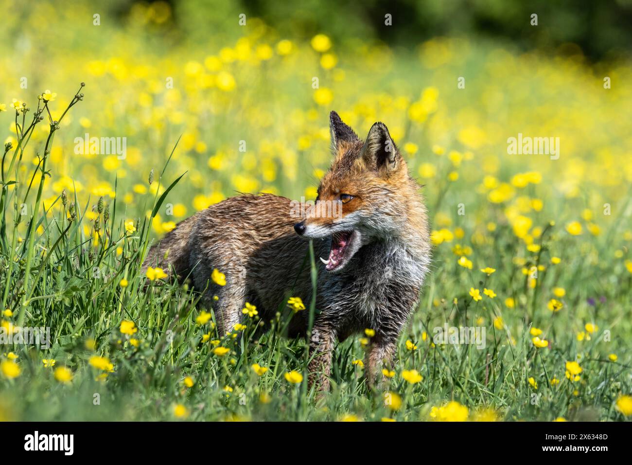 Red fox in spring Stock Photo - Alamy