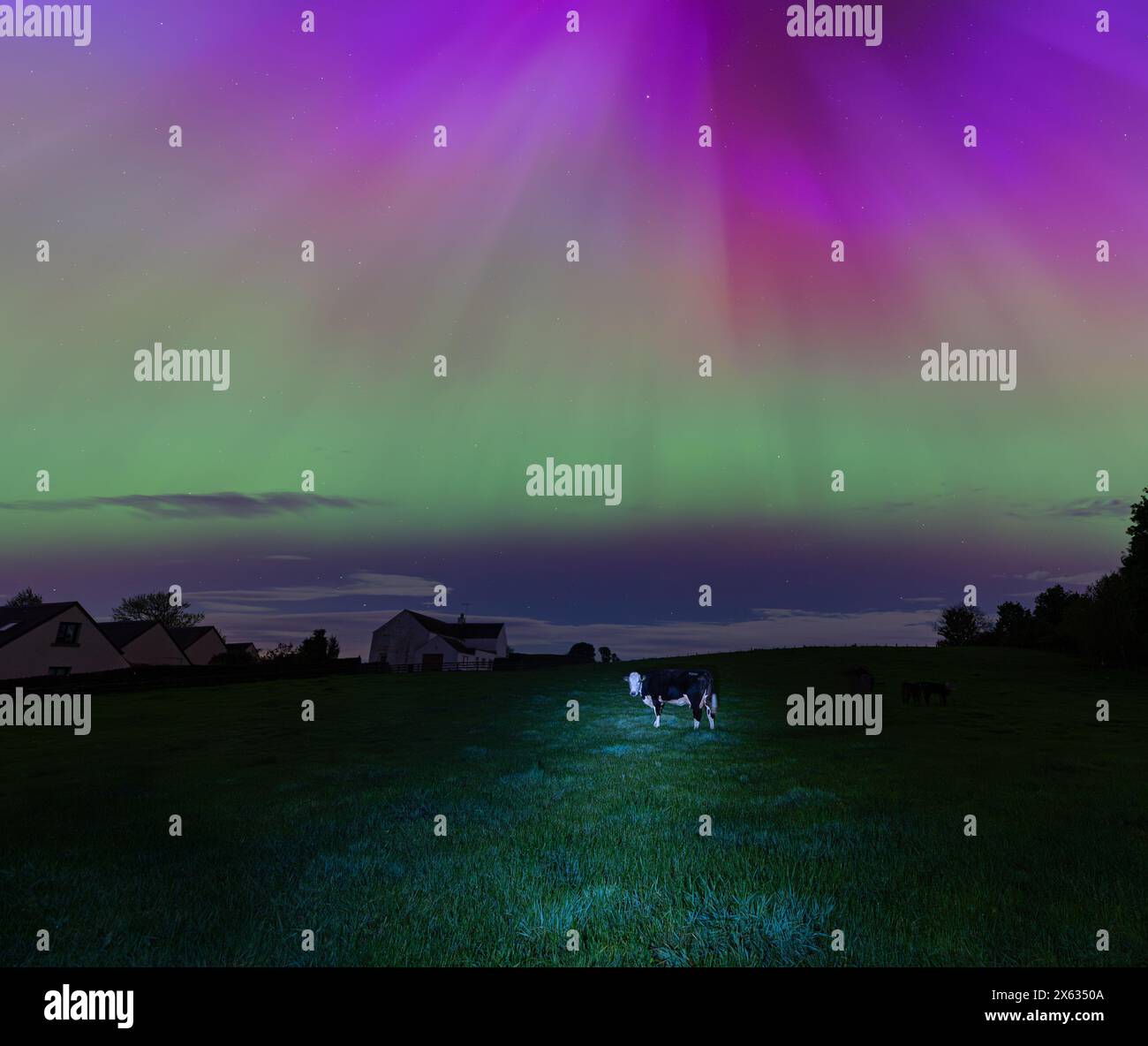 A cow stands below a multi colored Aurora from Southern Scotland on 10 ...