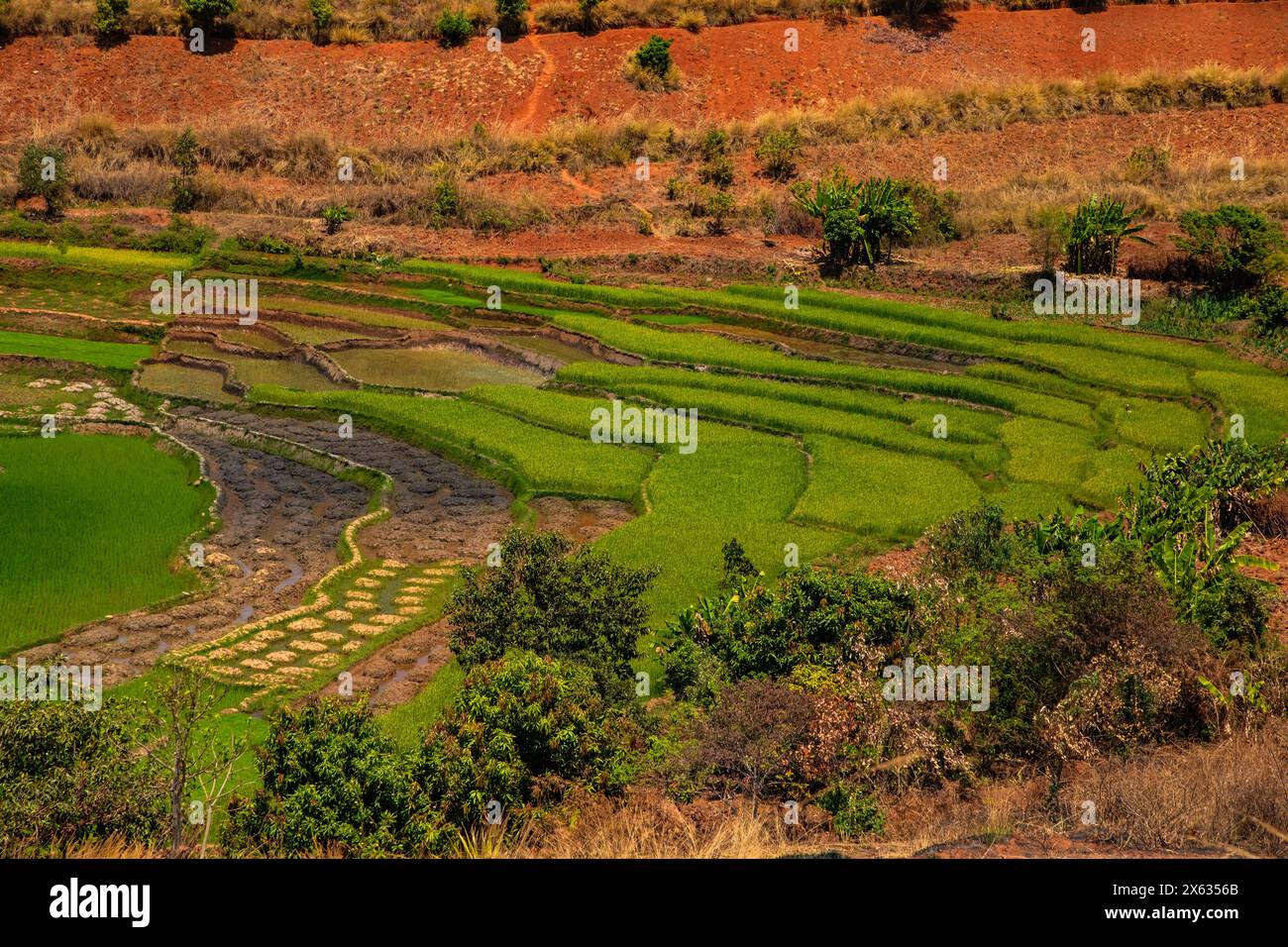 Typical Madagascar landscape - green and yellow rice terrace fields on ...