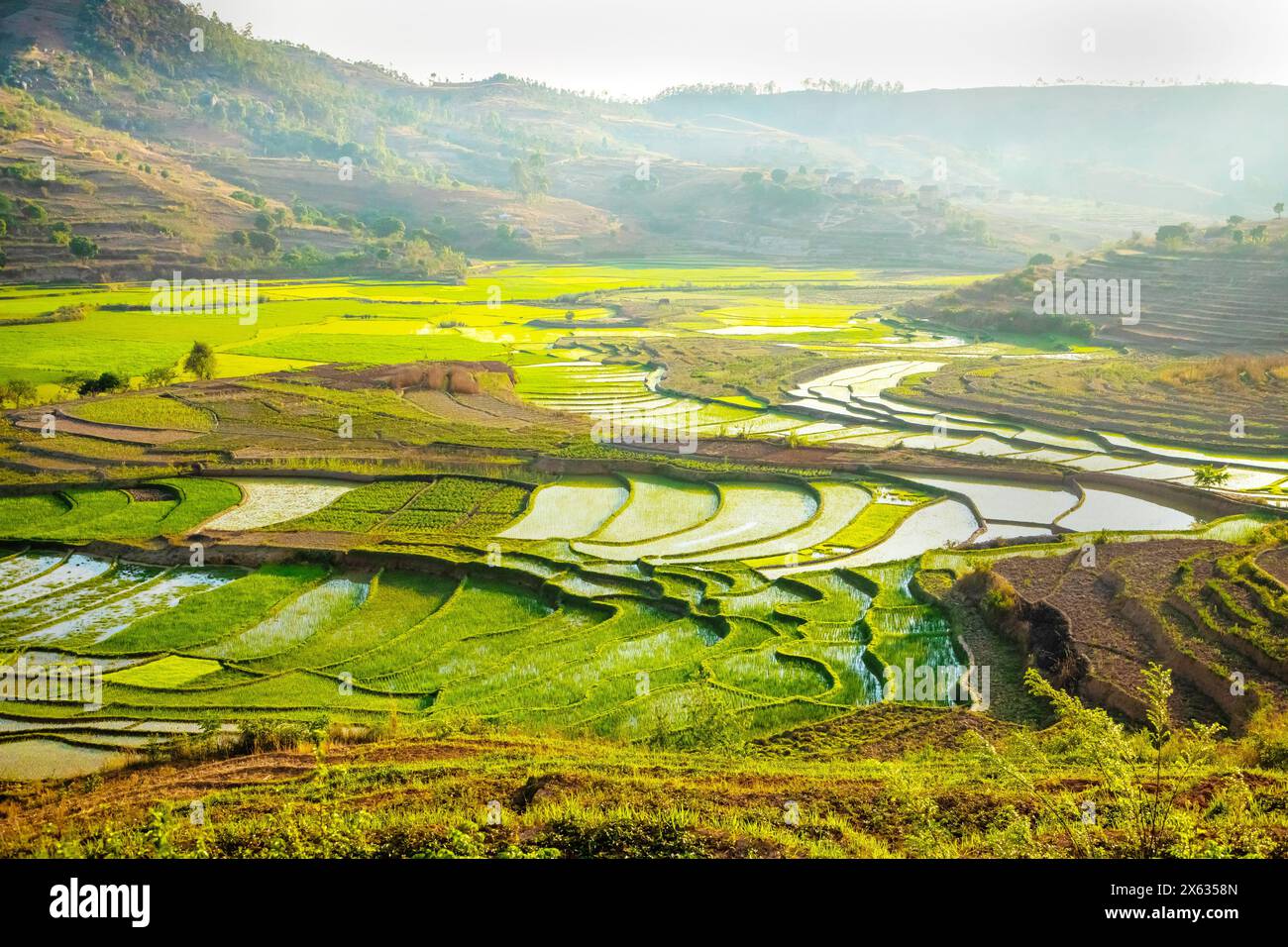 rice terrasses fields in Madagascar in early spring. Small light green ...