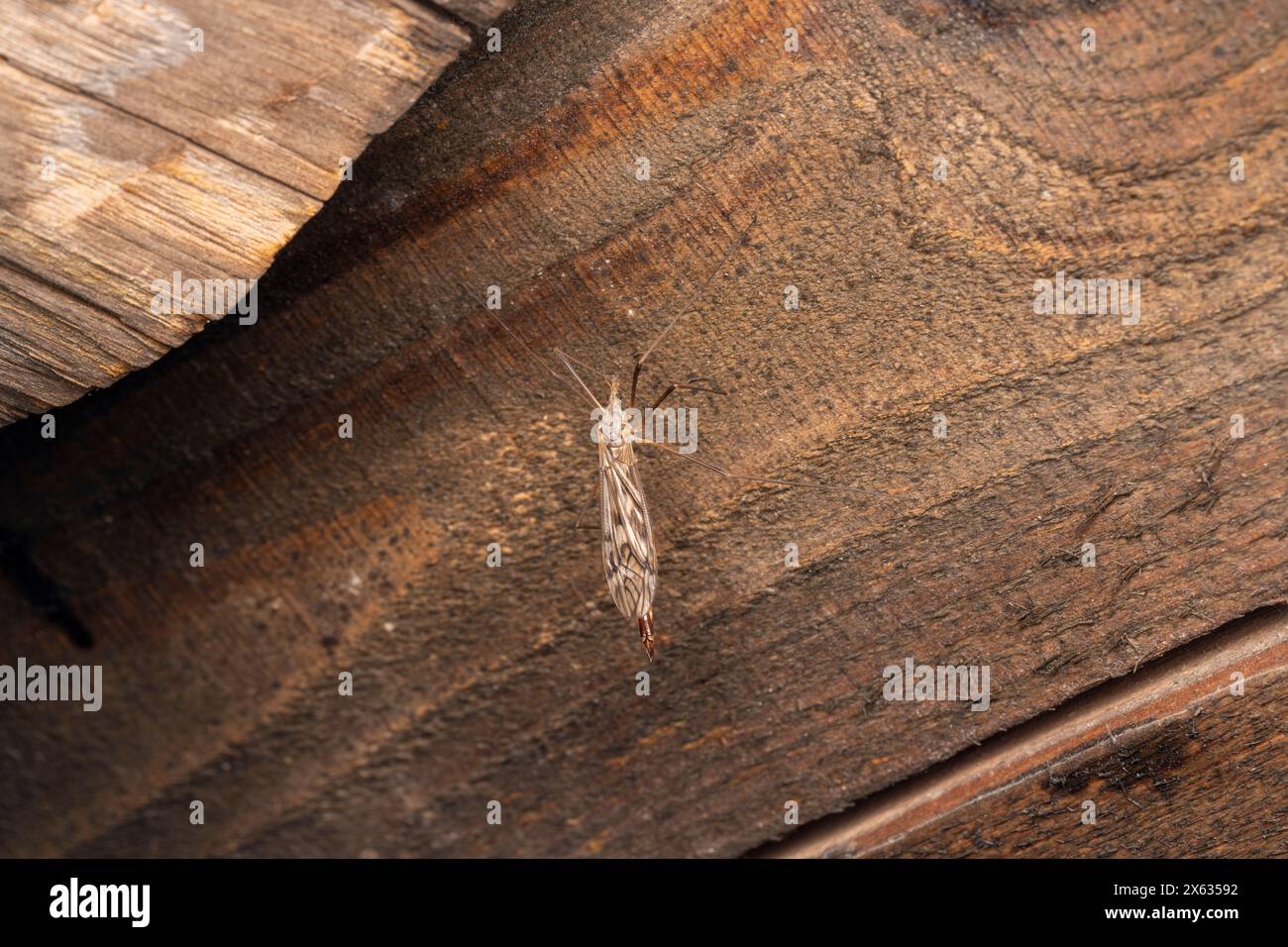 Genus Tipula Large crane Mosquito wild nature insect wallpaper, picture ...