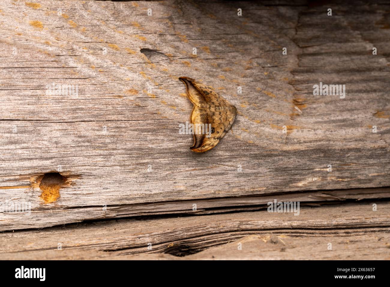 Drepana falcataria Family Drepanidae Genus Drepana Pebble hook-tip moth ...