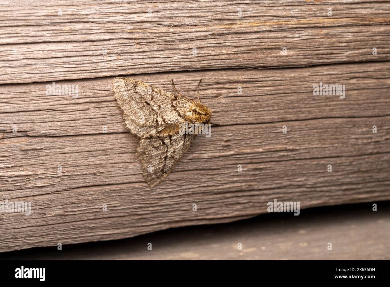 Lycia hirtaria Family Geometridae Genus Lycia Brindled beauty moth wild ...