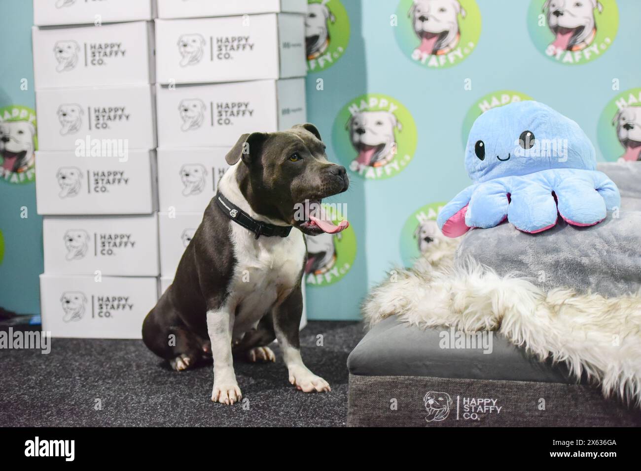 A Staffordshire Bull Terrier as a mascot for Happy Staffy Co. brand is ...