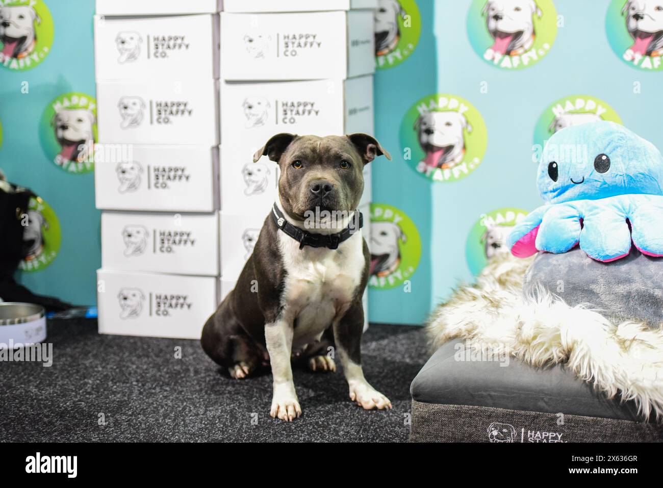 A Staffordshire Bull Terrier as a mascot for Happy Staffy Co. brand is ...