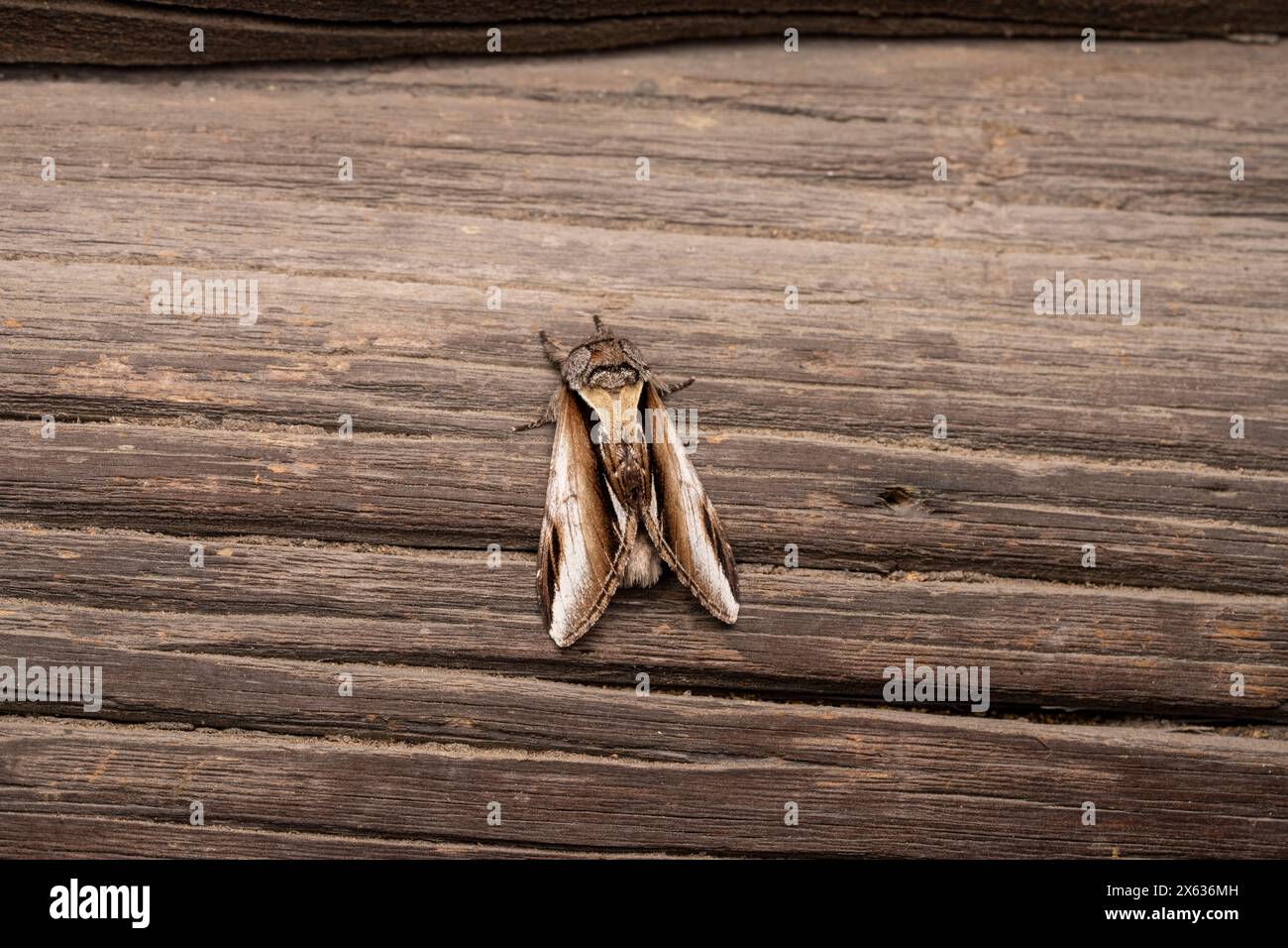 Pheosia gnoma Family Notodontidae Genus Pheosia Lesser swallow ...