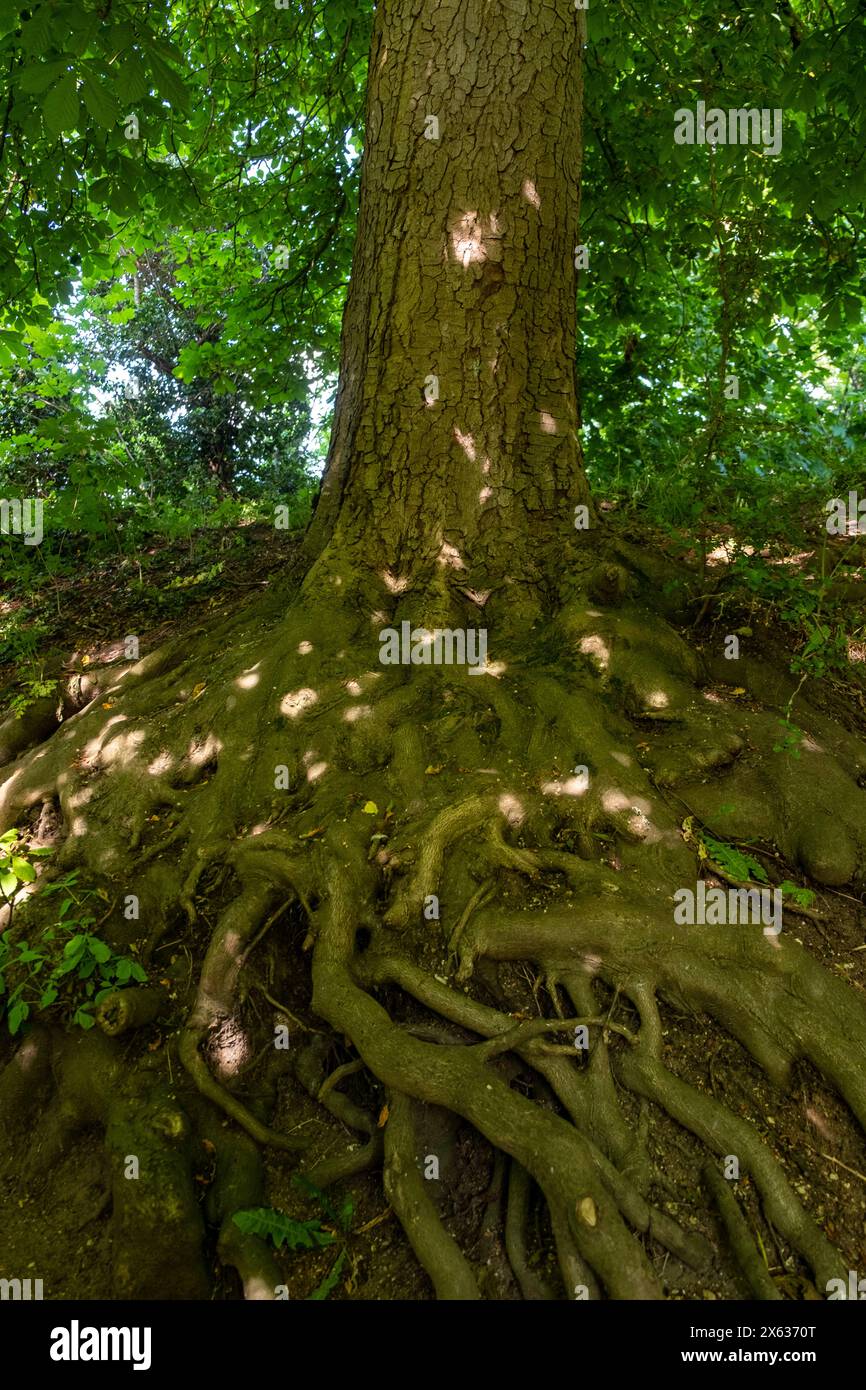Old Tree roots Stock Photo - Alamy