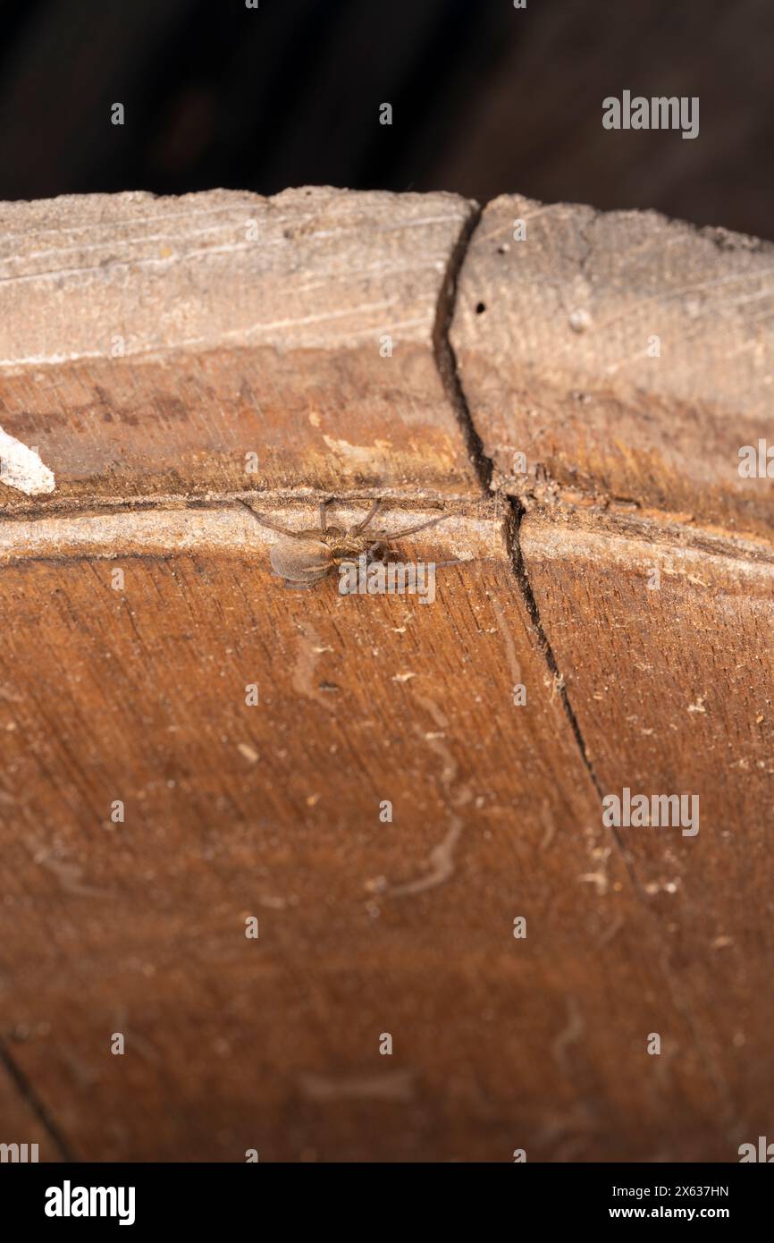 Trochosa ruricola Family Lycosidae Genus Trochosa Rustic wolf spider ...